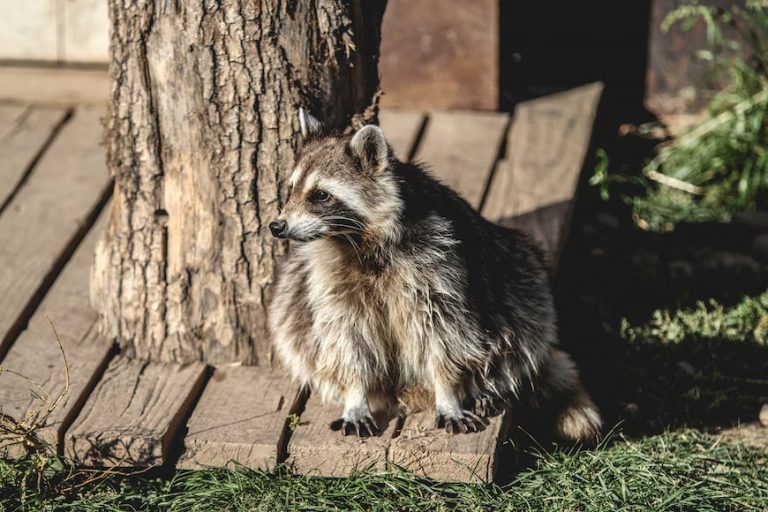 Do Raccoons Hibernate? Raccoons Winter Behavior Explained - Wildlife ...