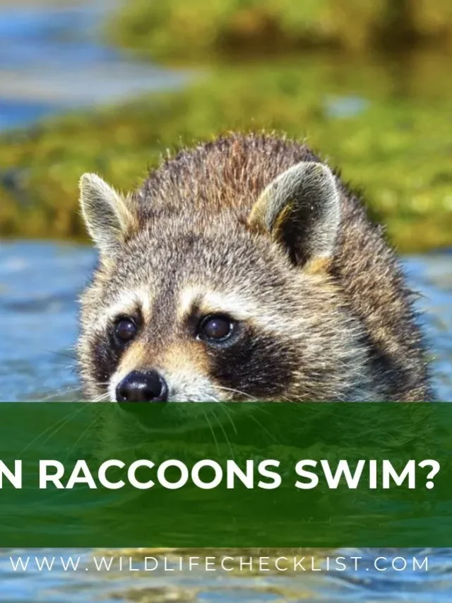 Can Raccoons Swim? (How to keep Them Away From Your Swimming Pool ...
