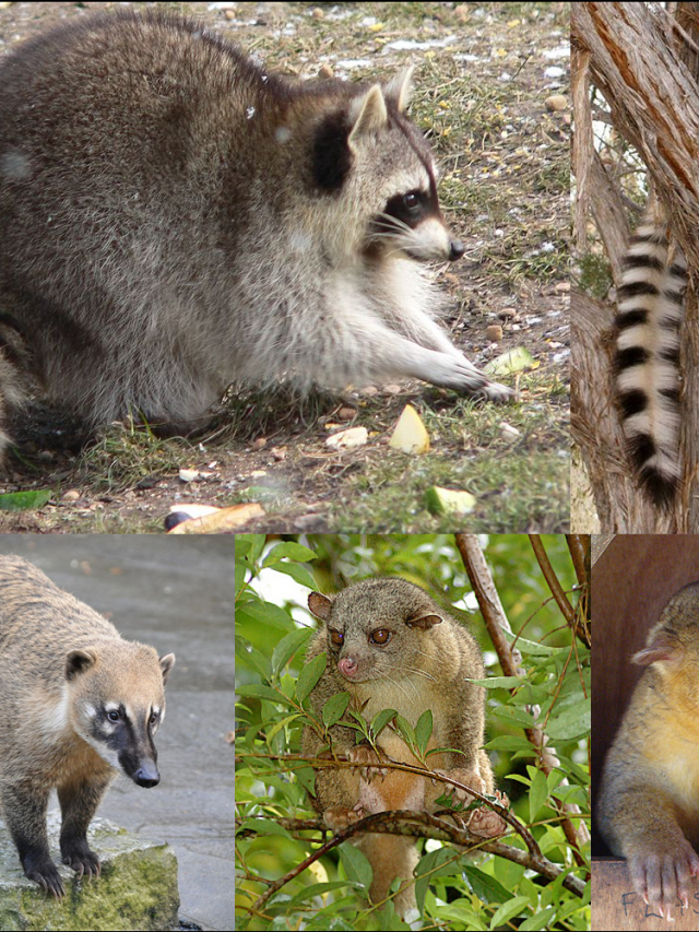 What are the 7 species of raccoons - Wildlife Checklist