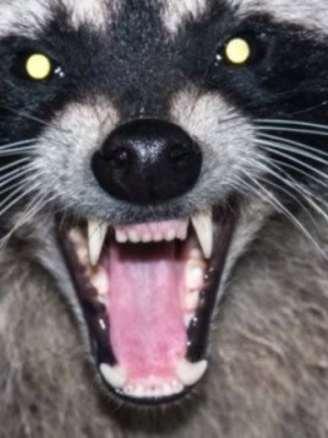 What Animal Eat Raccoons? (Raccoons Natural Predators) - Wildlife Checklist