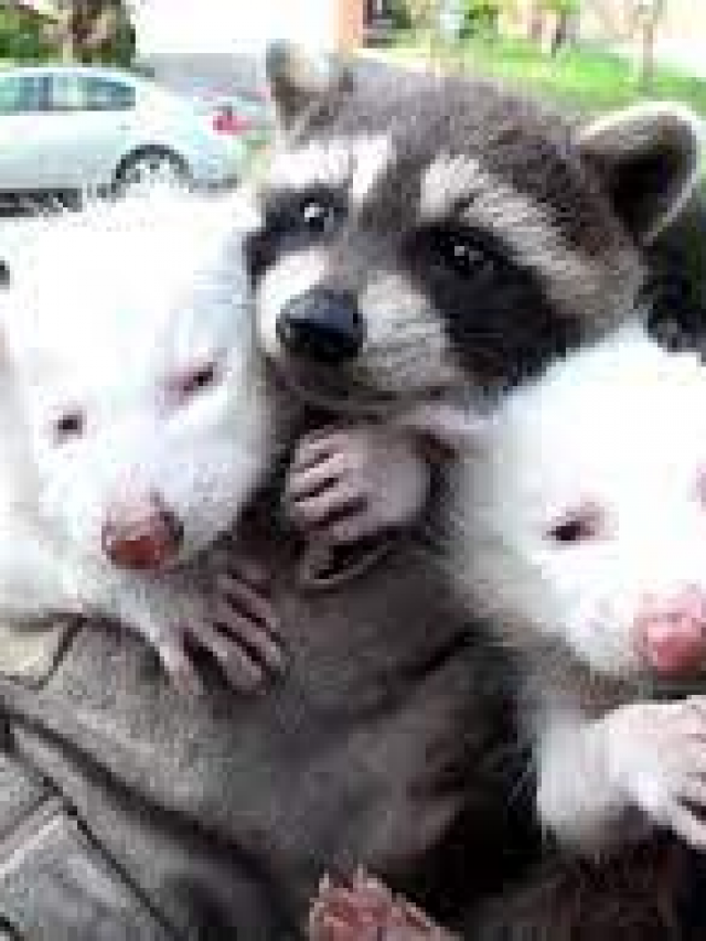 How Rare is an Albino Raccoon? (Where to Find One) - Wildlife Checklist