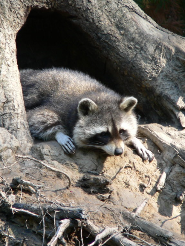 Where Do Raccoons Sleep? (Where to Find a Sleeping Raccoon) - Wildlife ...