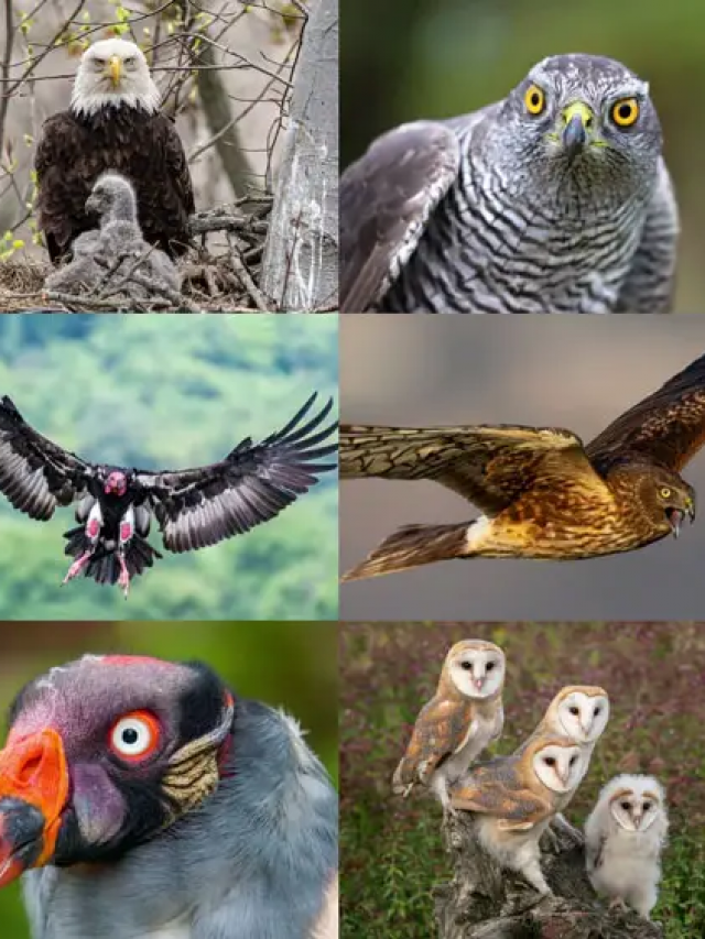 7 types of birds that prey on animals - Wildlife Checklist